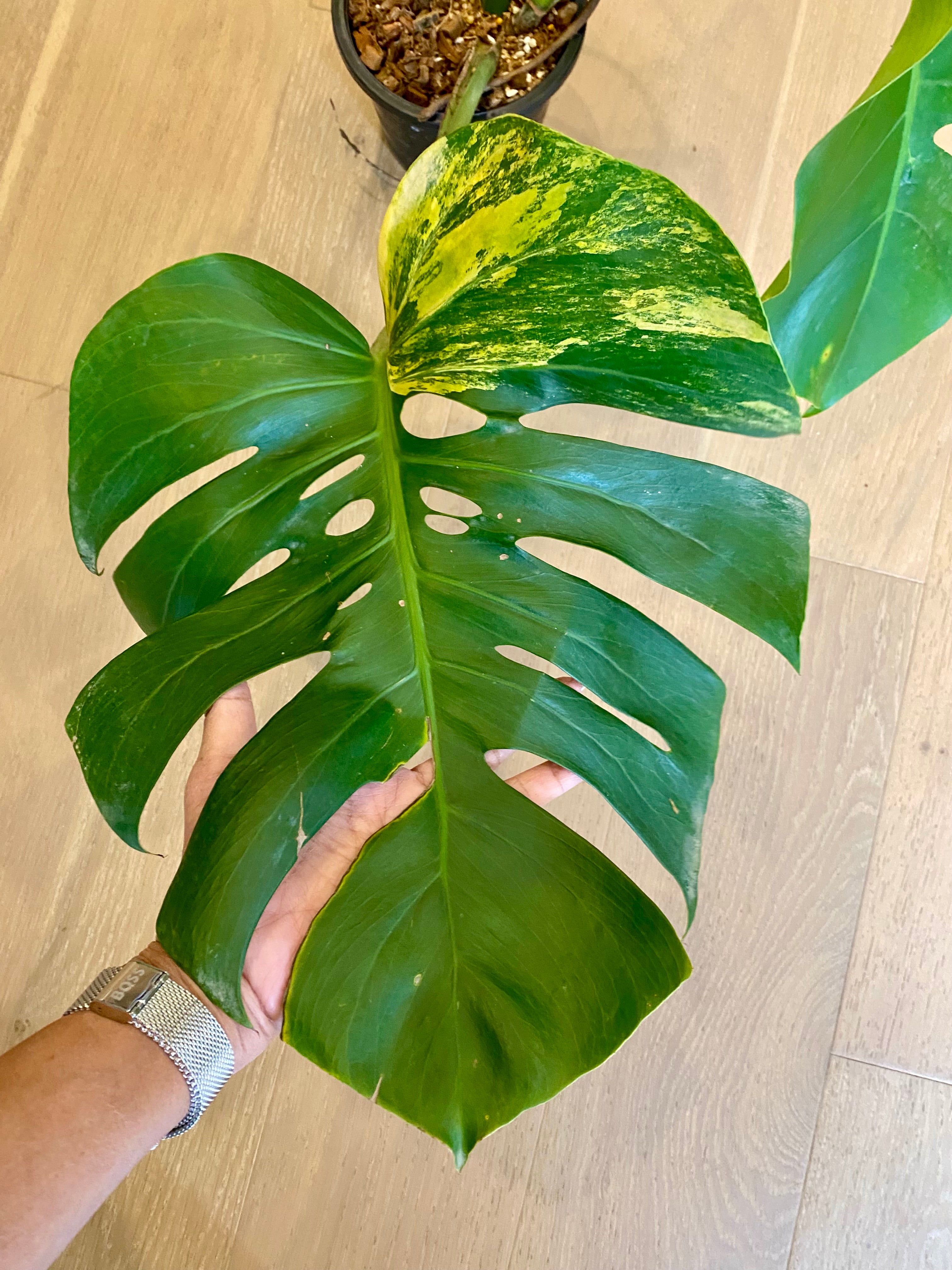 Monstera Marmorata Aurea Variegated – JBB Exotic Plants