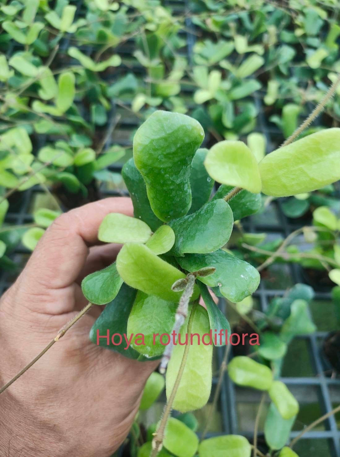 Hoya rotundiflora – JBB Exotic Plants