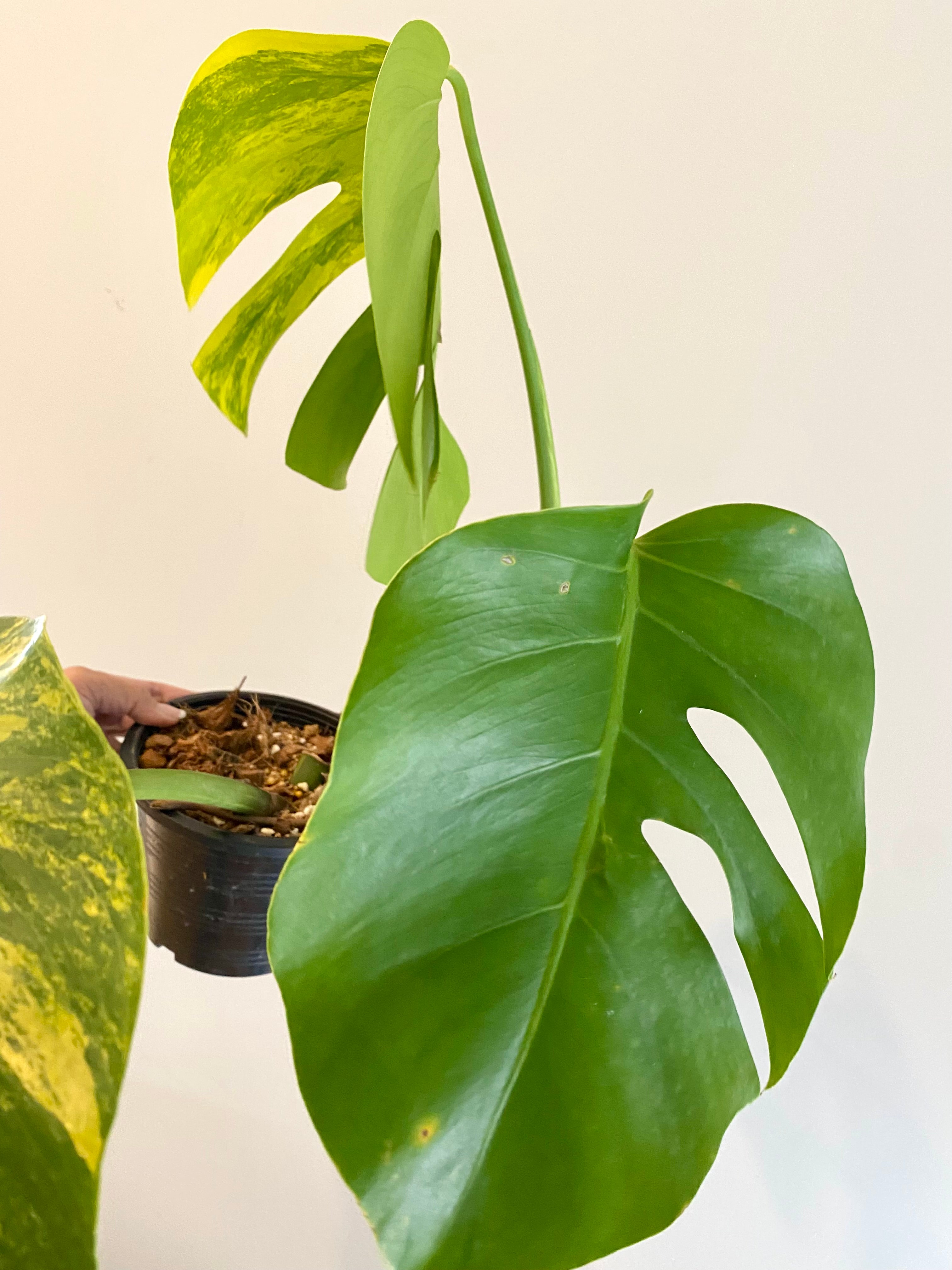 Monstera Marmorata Aurea Variegated – JBB Exotic Plants