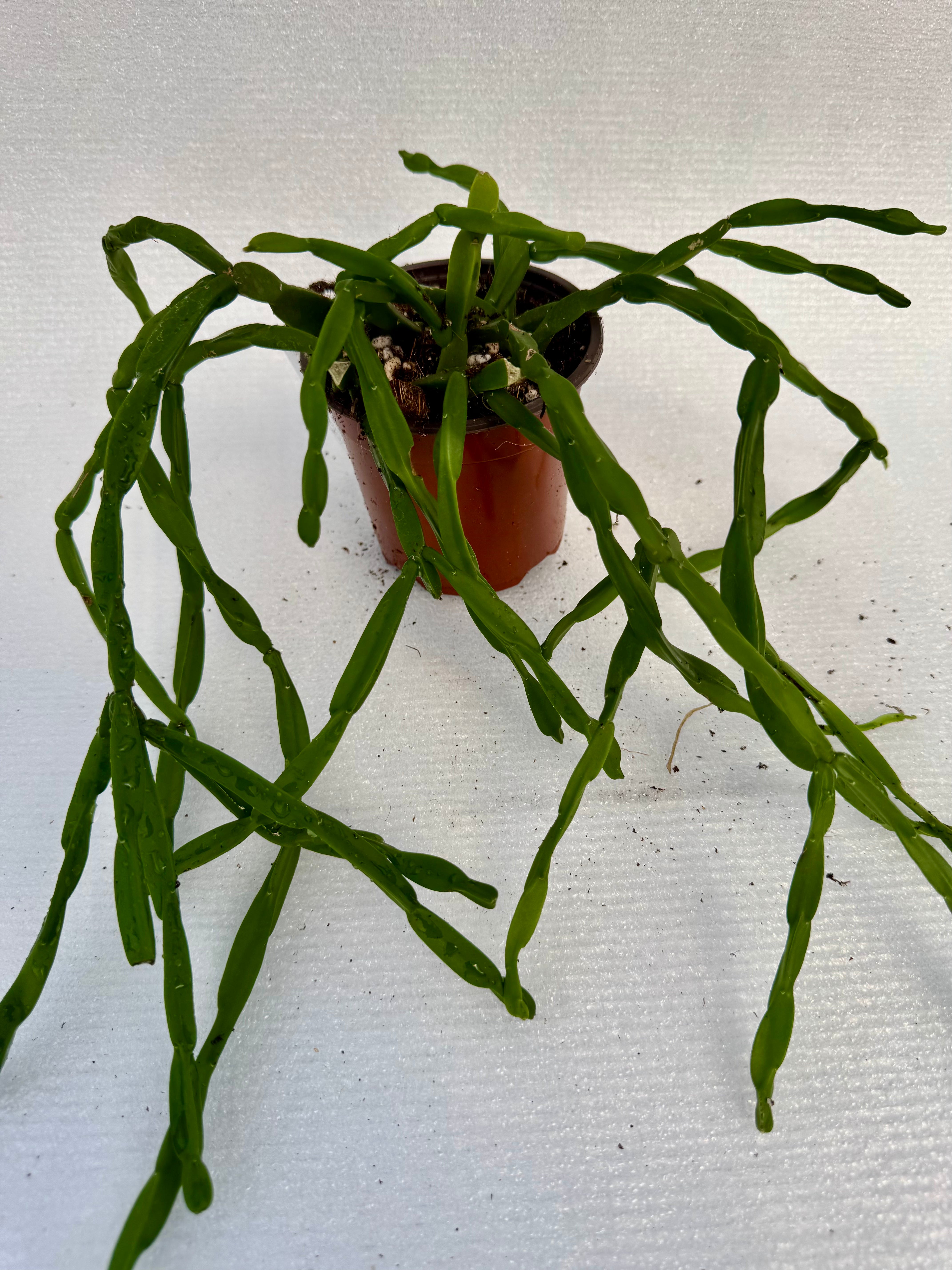Rhipsalis Paradoxa Medium – JBB Exotic Plants