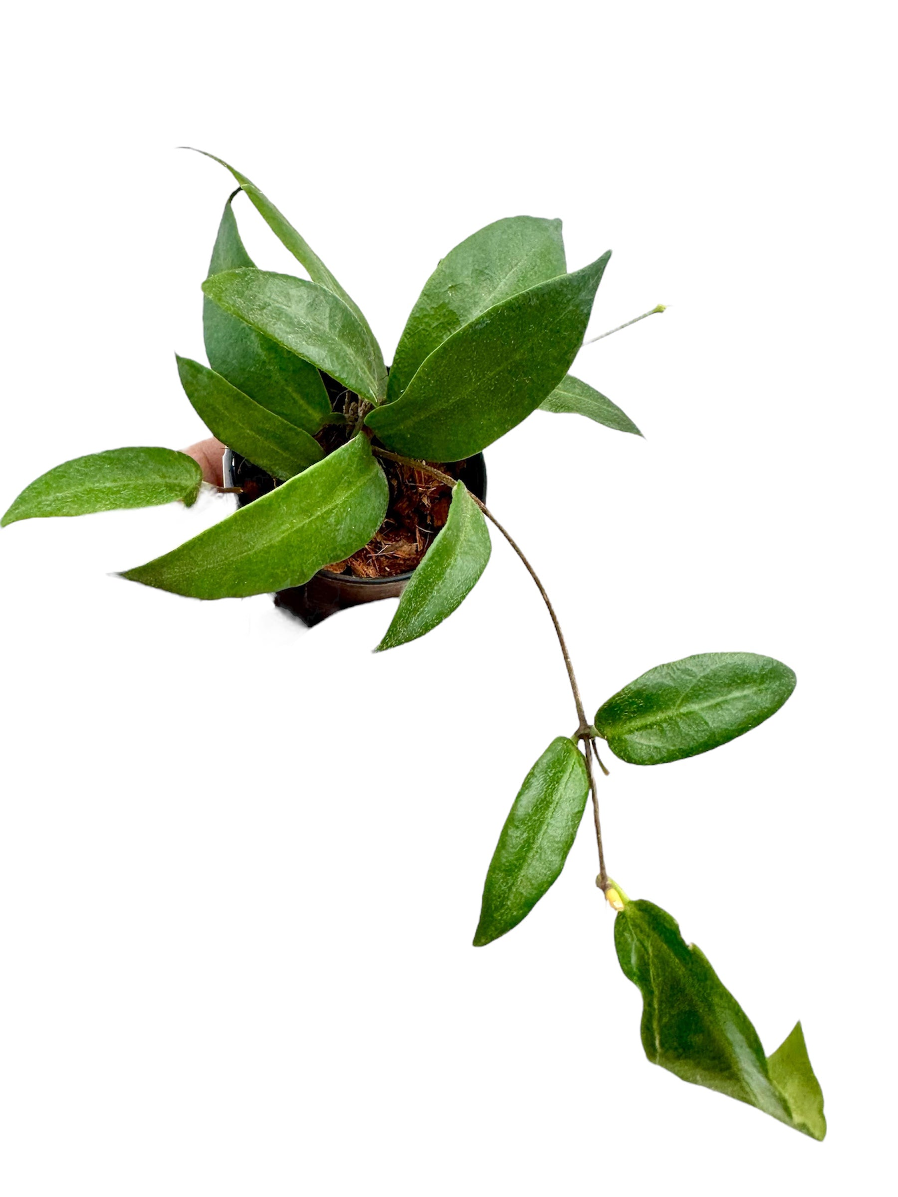 Hoya Patella Pink – JBB Exotic Plants