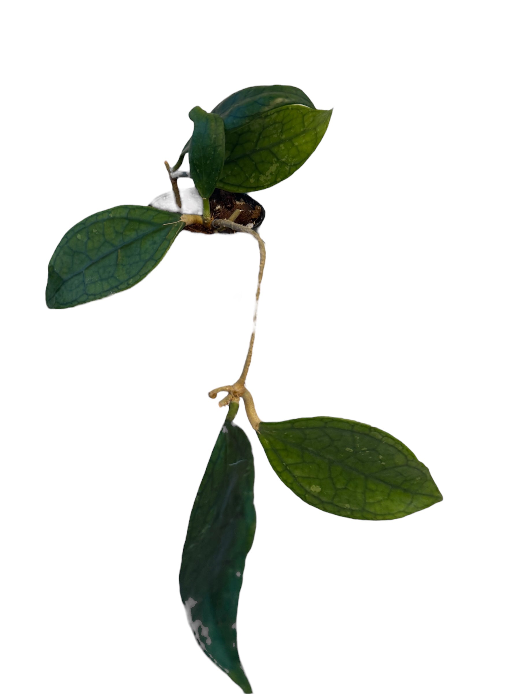 Hoya Sp Germany – JBB Exotic Plants
