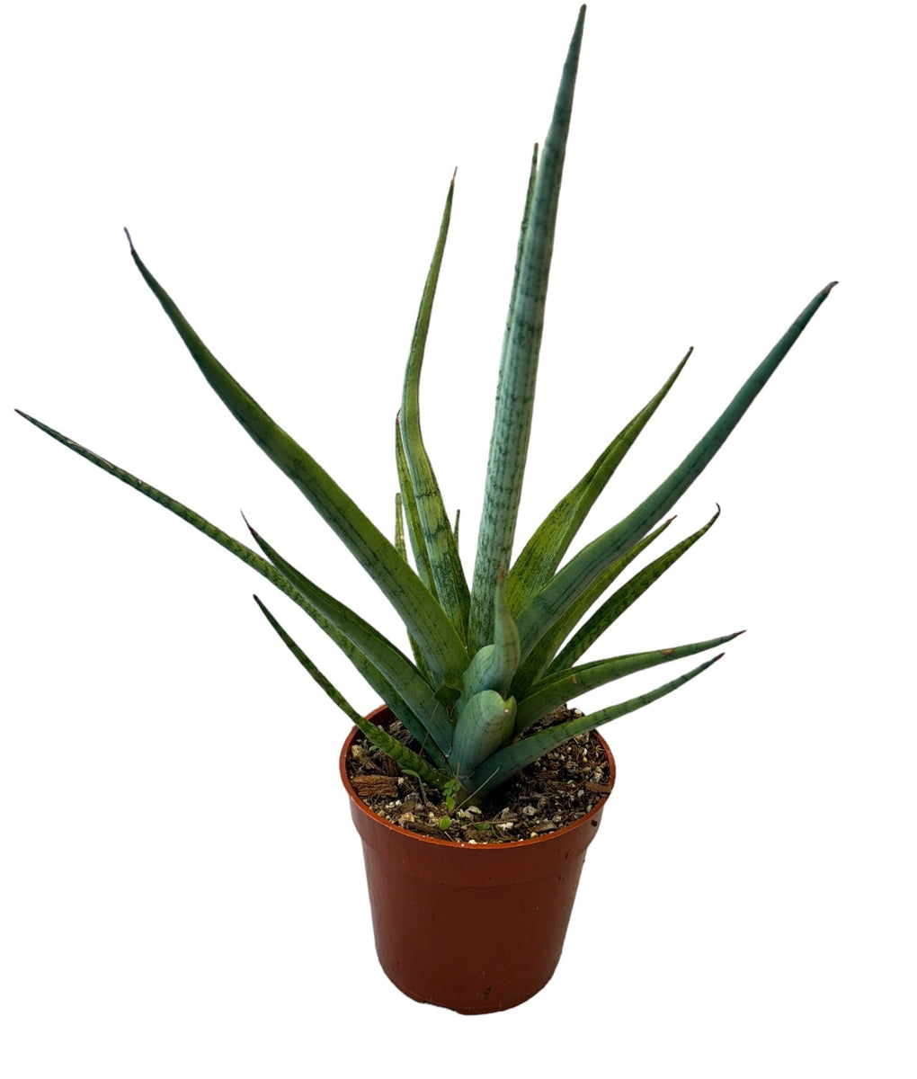 Sansevieria lady charm – JBB Exotic Plants